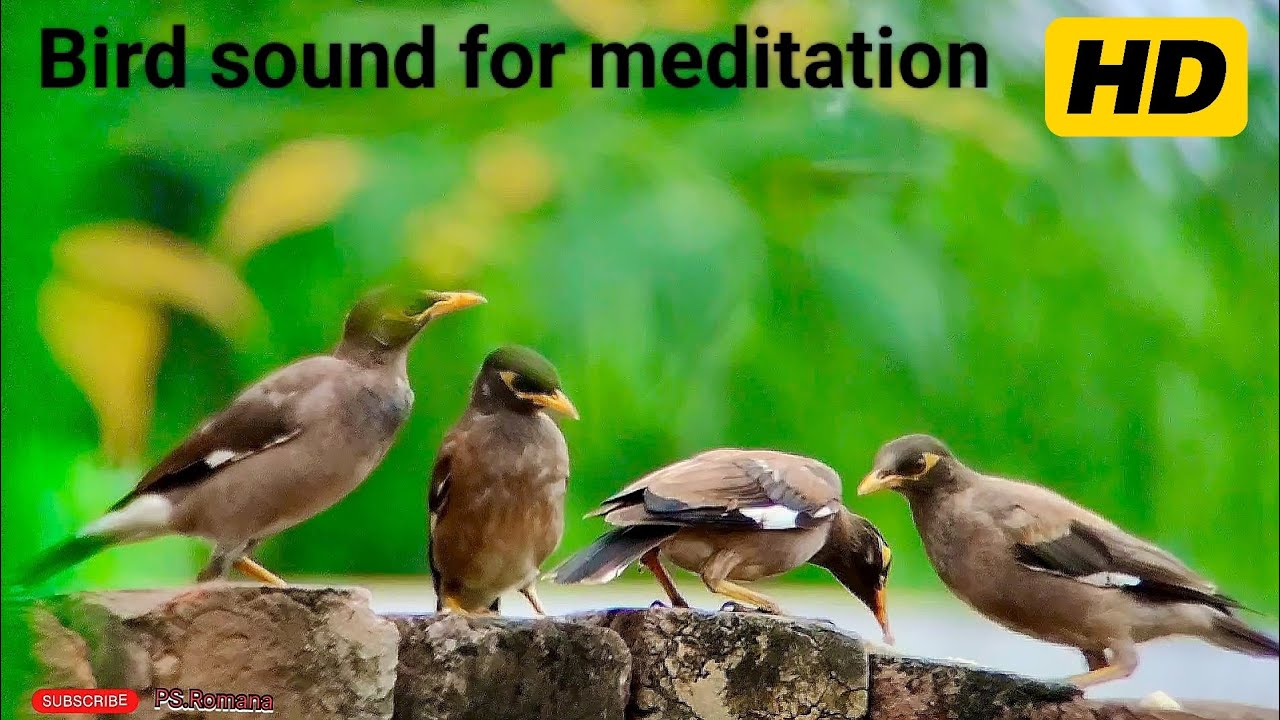 Bird sound for Meditation । Meditation bird sounds । meditation music ...