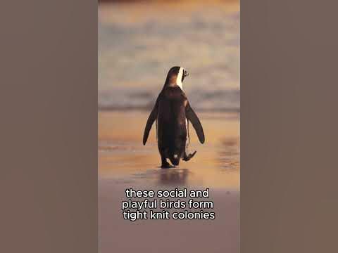 Penguins /Charming Penguins: Flightless Wonders of the Southern Seas ...