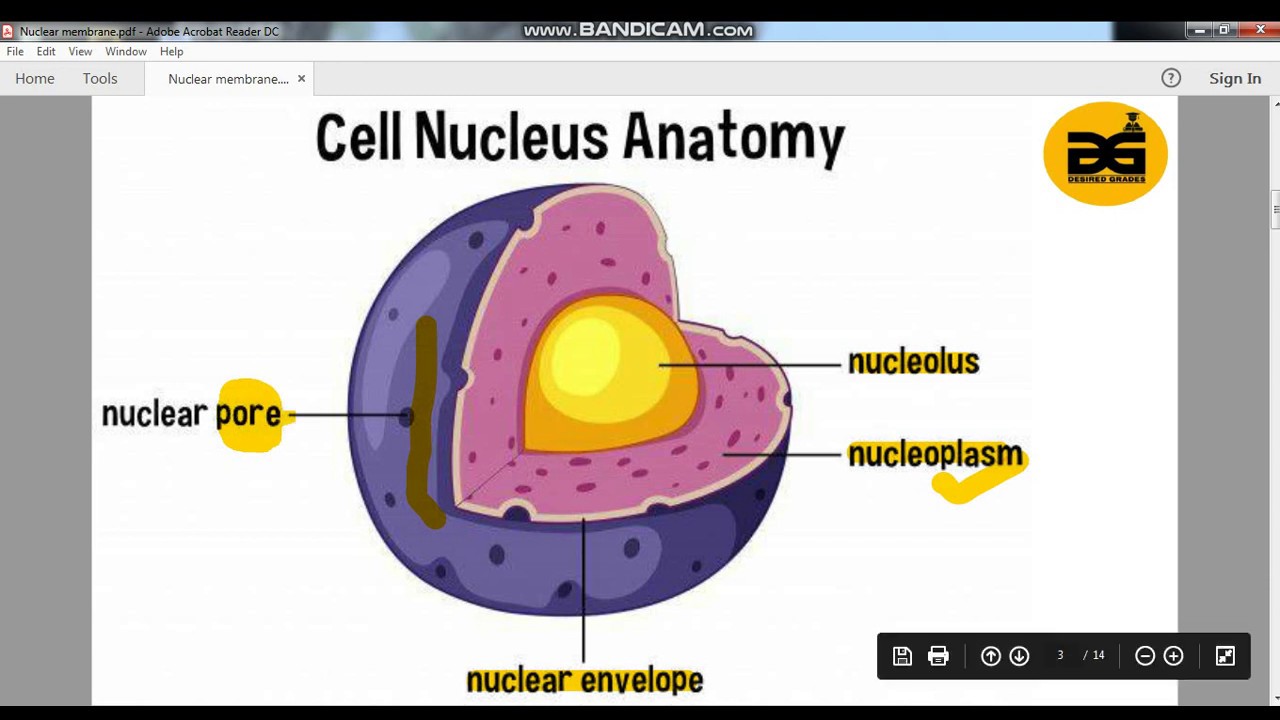 Nuclear membrane and Nuclear Pore Complex (NPC) - YouTube
