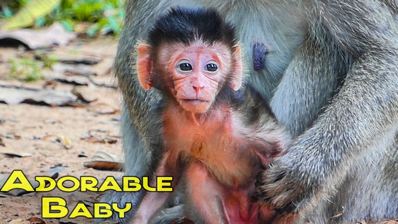 Wow! How adorable is that? - YouTube
