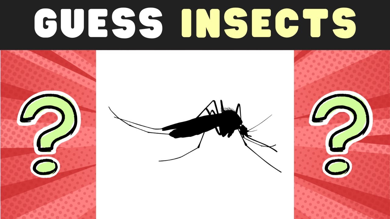Can You Guess Insect🐞 | All Insects🔥 | Butterfly, Mosquito, Dragon fly ...