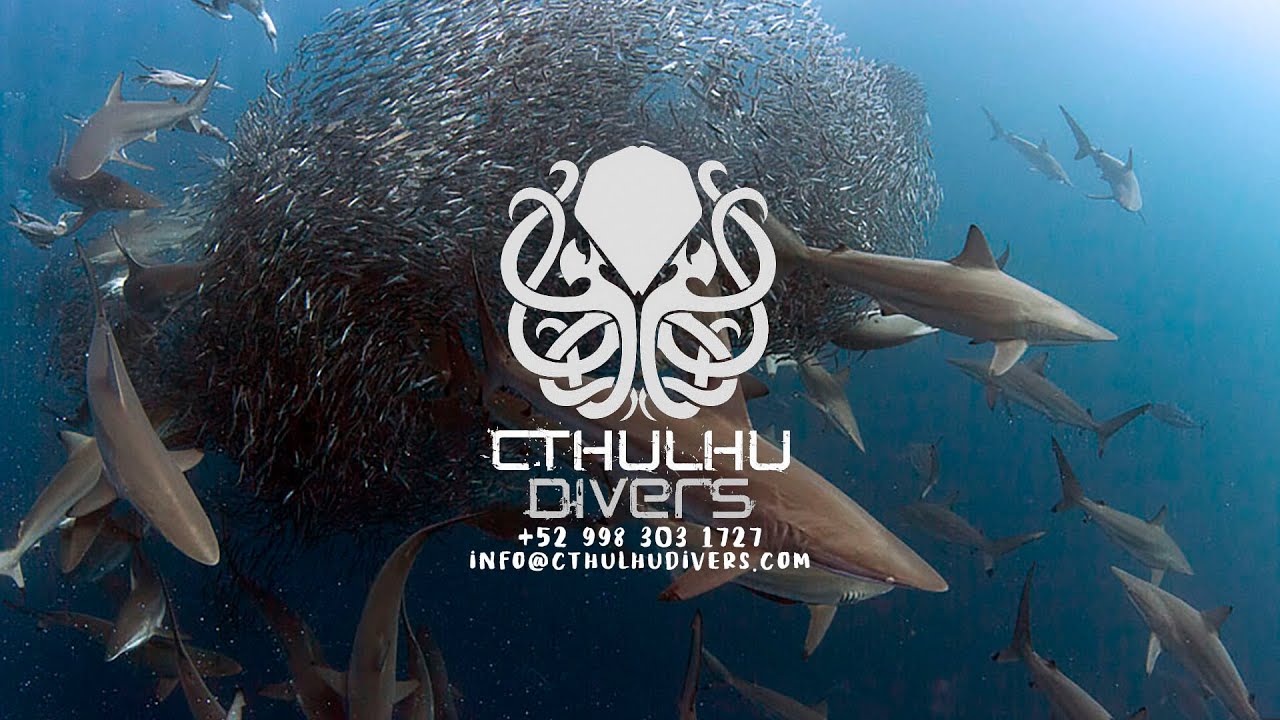 Cthulhu Divers Sardine Run South Africa - Home of the Brave - YouTube