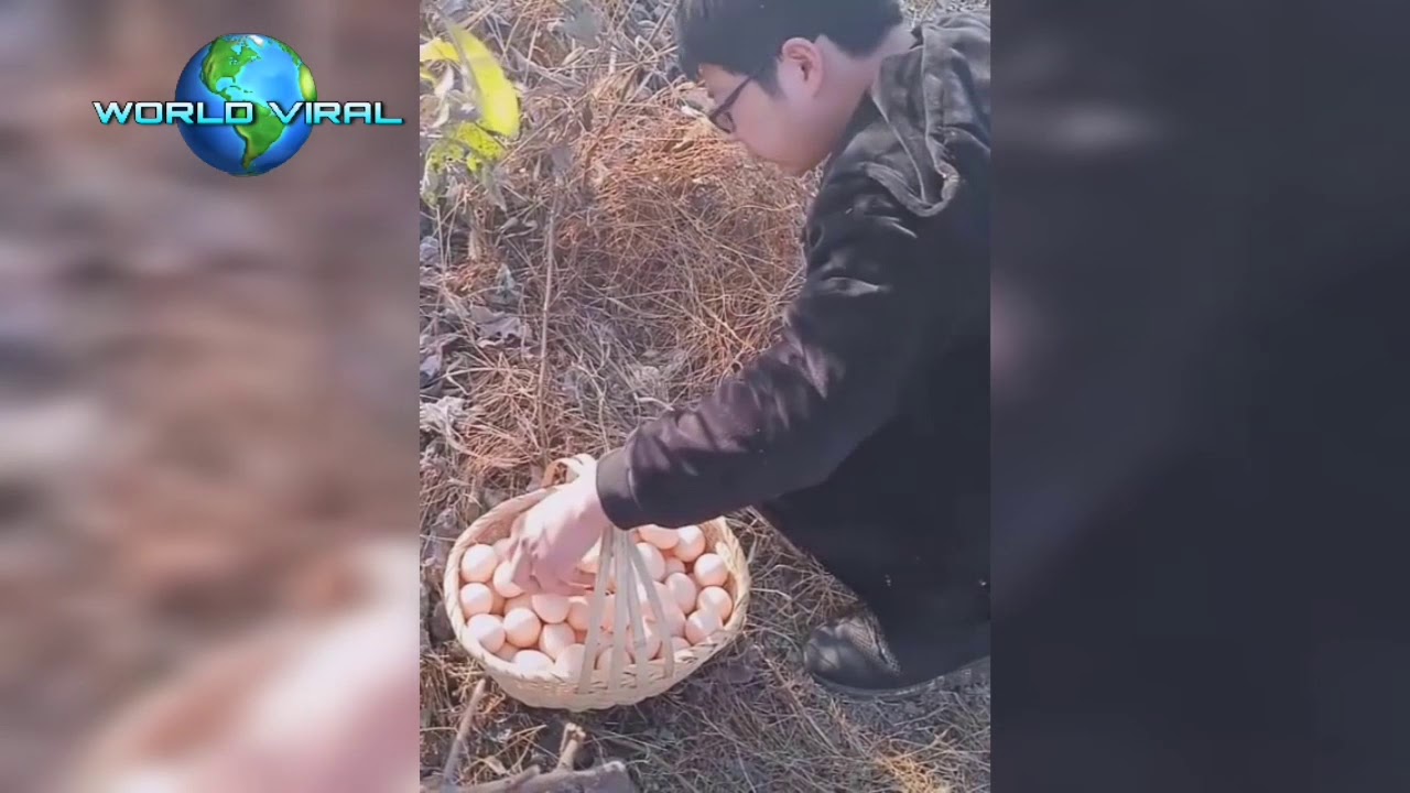 WORLD VIRAL ANIMALS - YouTube