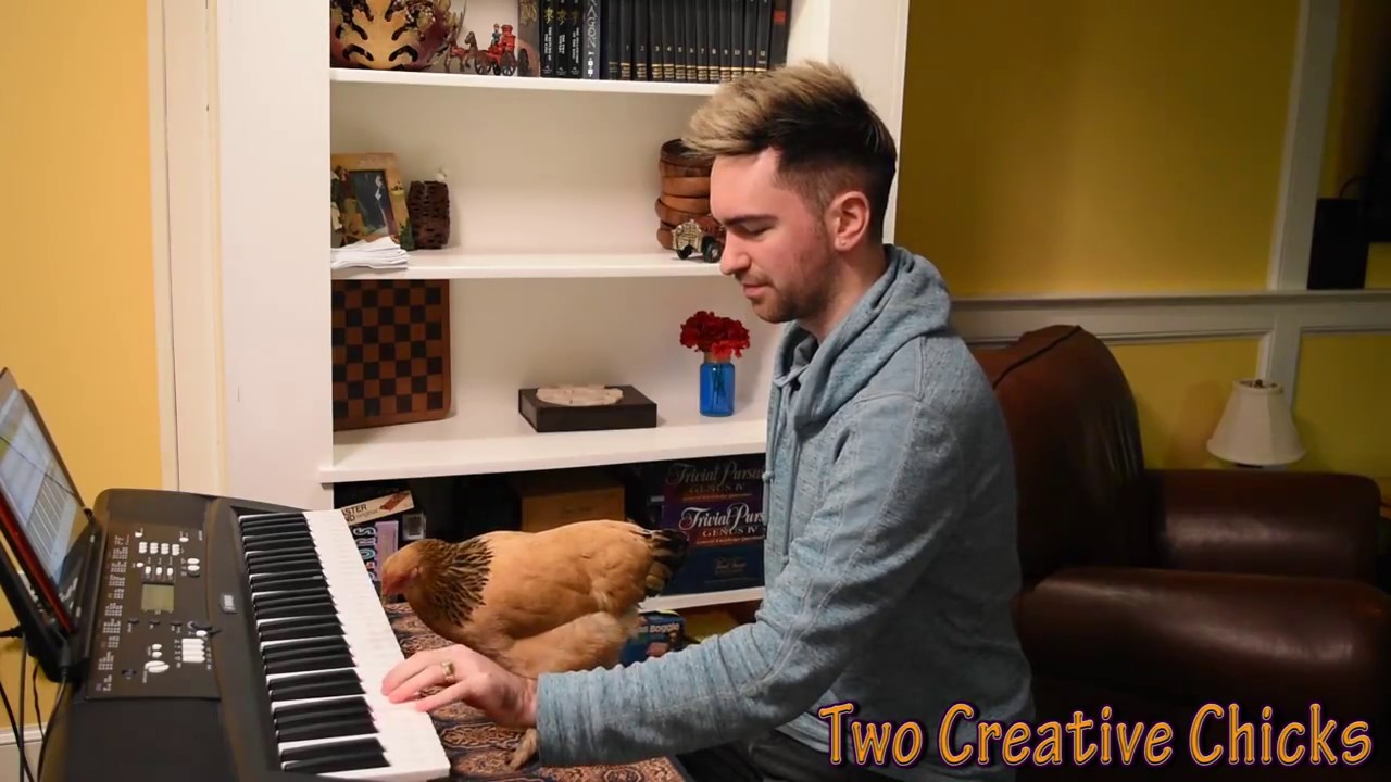 Chicken plays the piano - YouTube