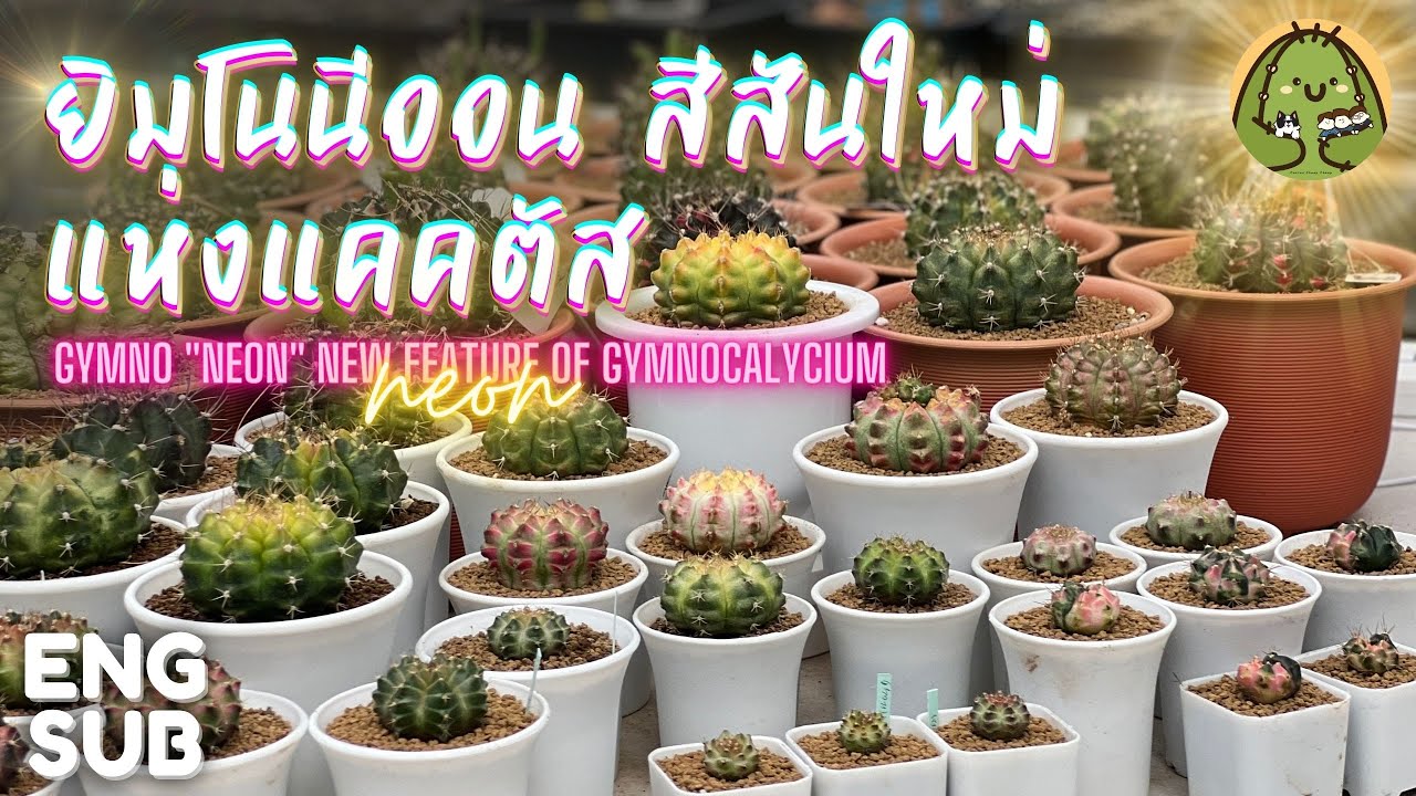 [ENG SUB] ยิมโนนีออน สีสันใหม่แห่งแคคตัส Gymno "Neon" new feature of ...