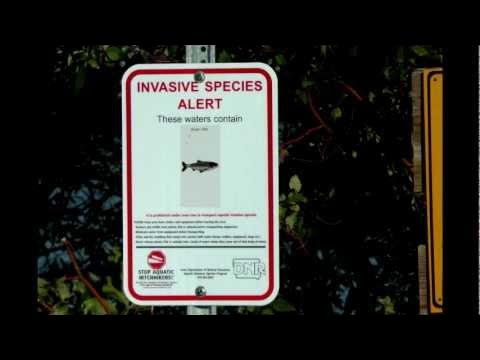 Invasive species - YouTube
