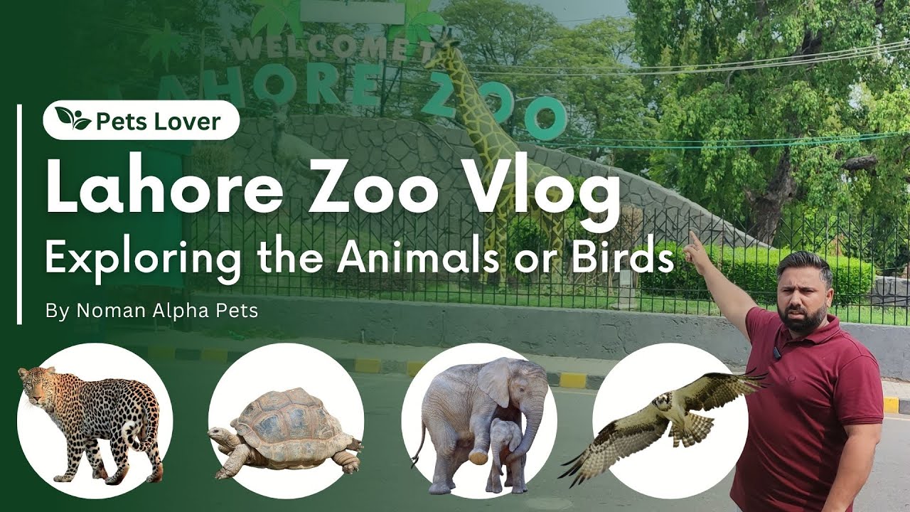 Lahore Zoo Ki Reopening 2024 Aur New Animals Ka Mazaa | Noman Alpha pets - YouTube