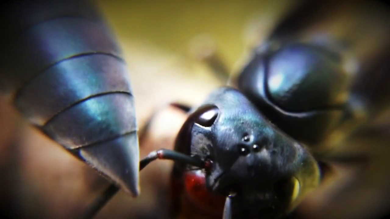 Warrior wasps macro (Synoeca cf. septentrionalis) - YouTube