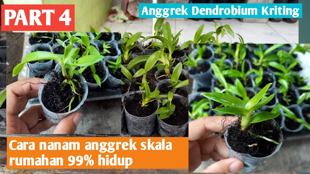 PART 4 CARA MENANAM ANGGREK DENDROBIUM SKALA RUMAHAN HIDUP 90 - 100% ...