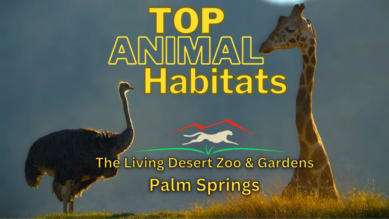 The Living Desert Zoo and Gardens Palm Springs California | Top Animal ...