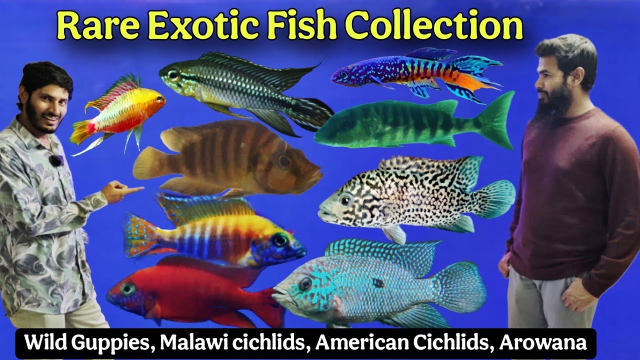 Rare Exotic cichlids collection African cichlids American Cichlids ...