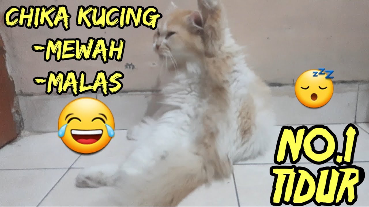 KUCING MANJA CHIKA//DE HAKIMS CHANNEL, #cat #pets #kucing - YouTube