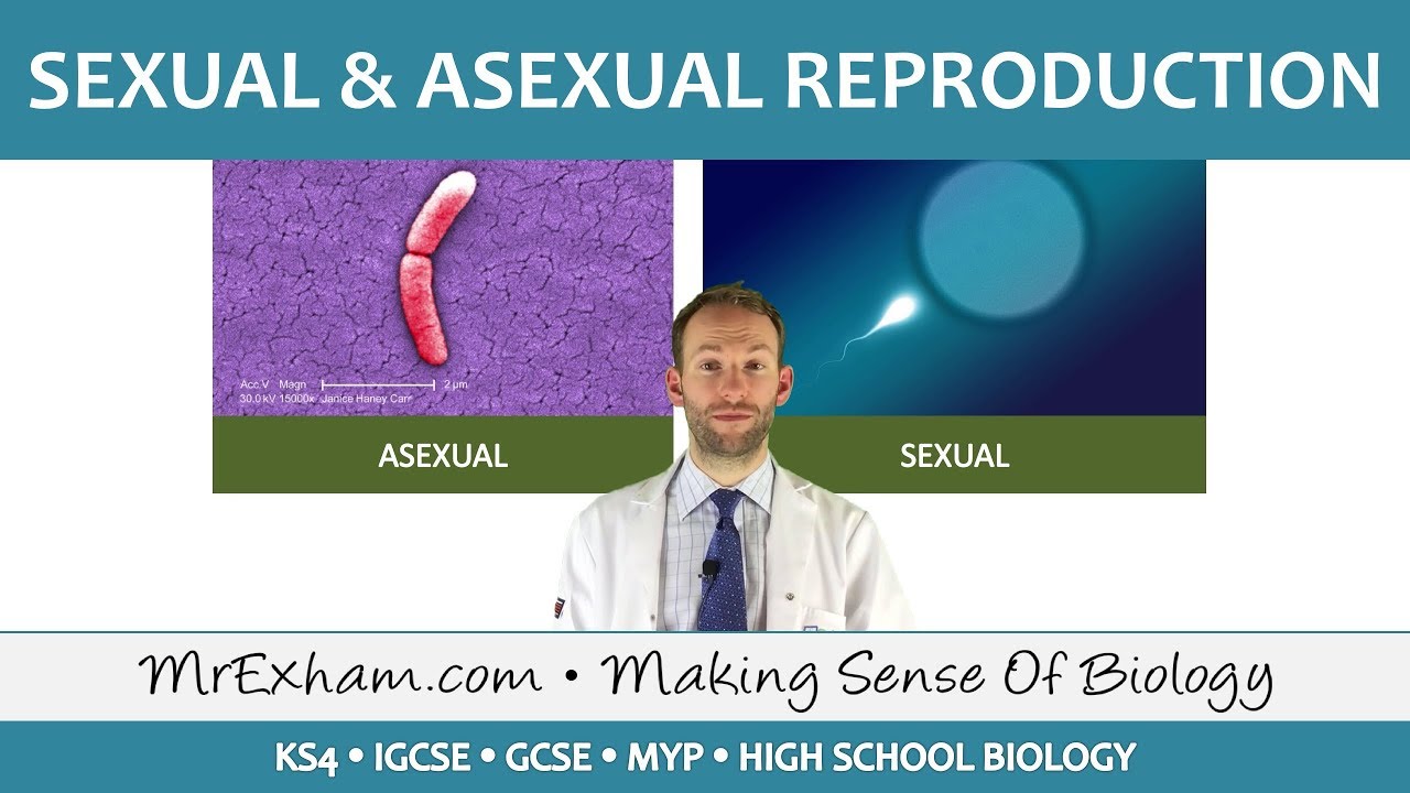 Sexual and Asexual Reproduction - GCSE Biology (9-1) - YouTube