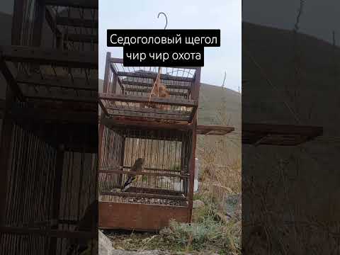 Седоголовый щегол чир чир охота #goldfinch #красивая #подпишись #рекомендации