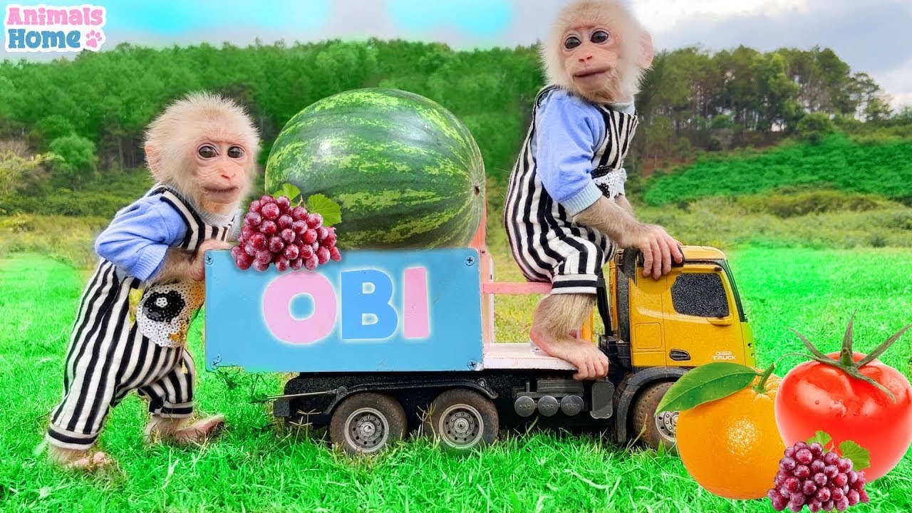 Obi obediently helps dad harvest melons to make delicious yogurt - YouTube