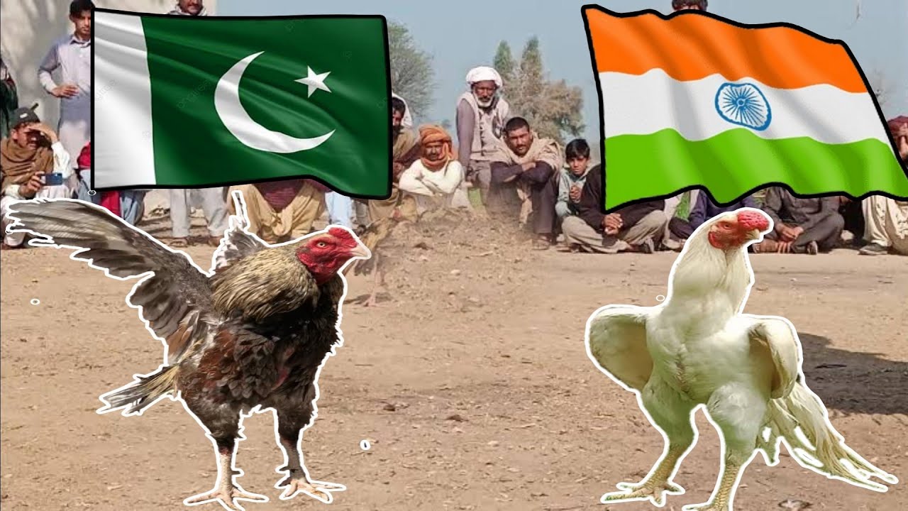 Indian Parrot Beak or Mianwali Pakistani Murgha 🔥 - YouTube