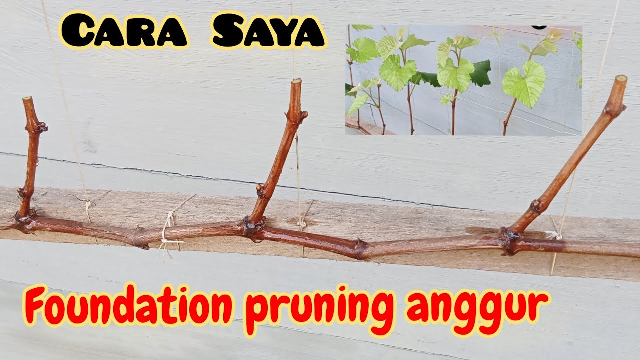 FOUNDATION PRUNING ANGGUR JUPITER - YouTube