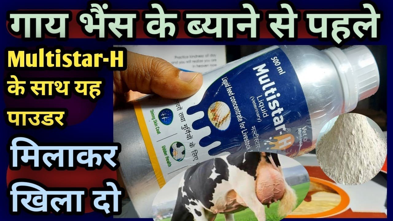 👍Multistar-H liquid के साथ यह एक पाउडर मिलाकर खिला दो👌||गाय भैंस के ...