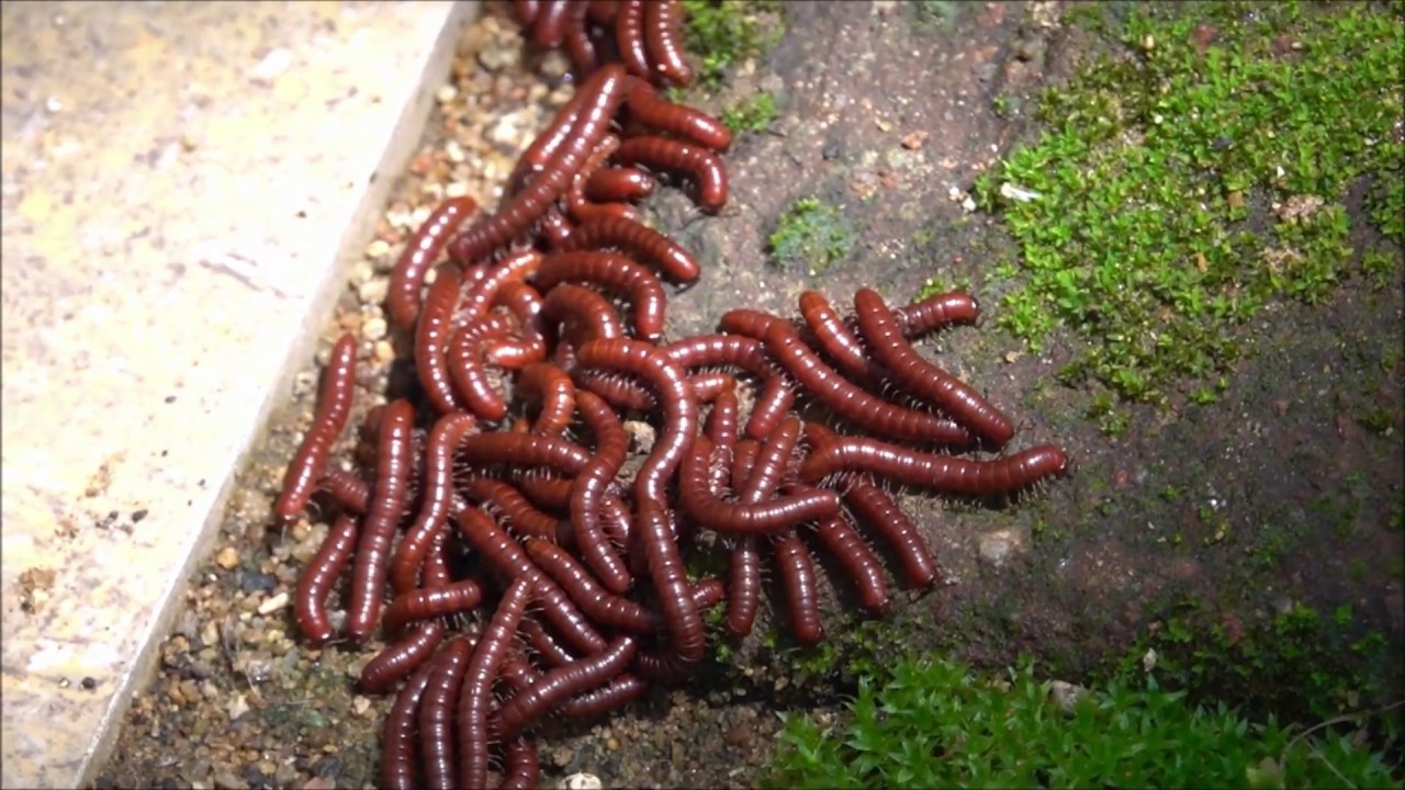 MILLIPEDE MIGRATION, MAY 16, 2020 - YouTube