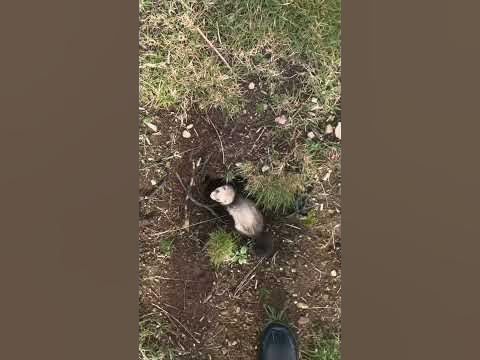 And away she goes! #ferret #hunting #hawks #rabbits - YouTube
