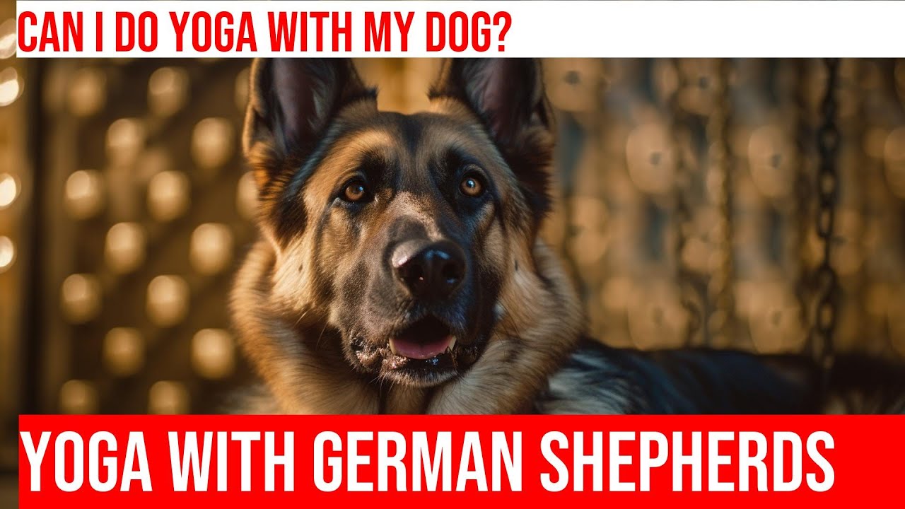 Yoga with Your German Shepherd: A Relaxing Bonding Experience - YouTube