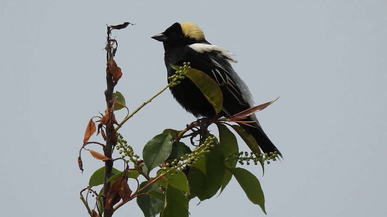 bobolink singing - YouTube
