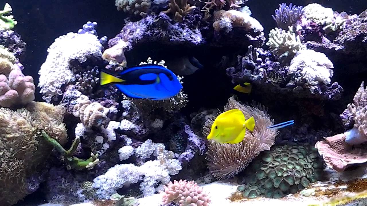 720l mix reef 4 monts old - YouTube