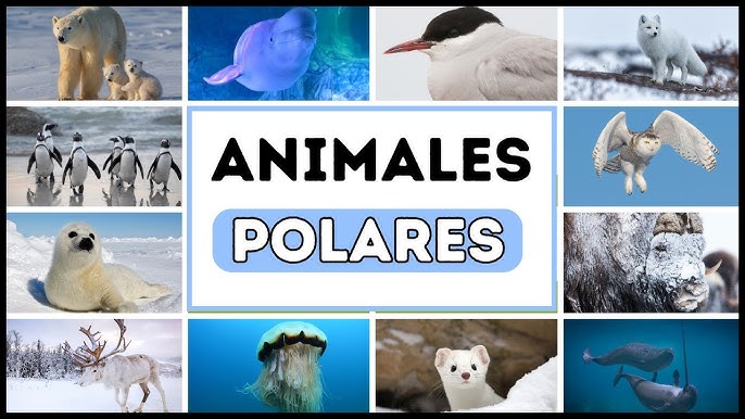Imágenes De Animales Del ártico