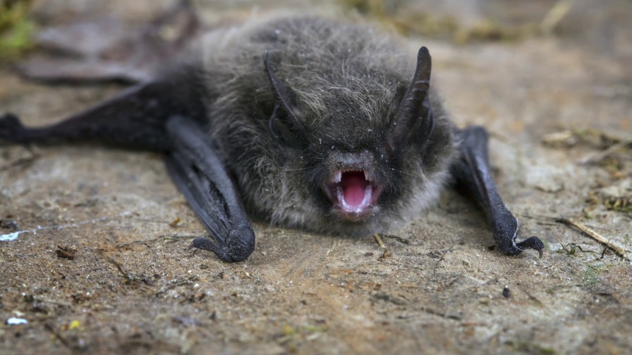 Tech Talk: All About Bats - YouTube