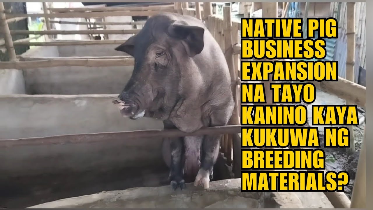 NATIVE PIG BUSINESS EXPANSION NA TAYO KANINO KAYA KUKUWA NG BREEDING ...