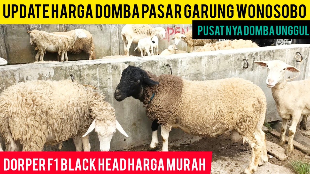 REVIEW HARGA TERBARU KAMBING DOMBA MERINO DOMBOS TEXEL DORPER PASAR ...