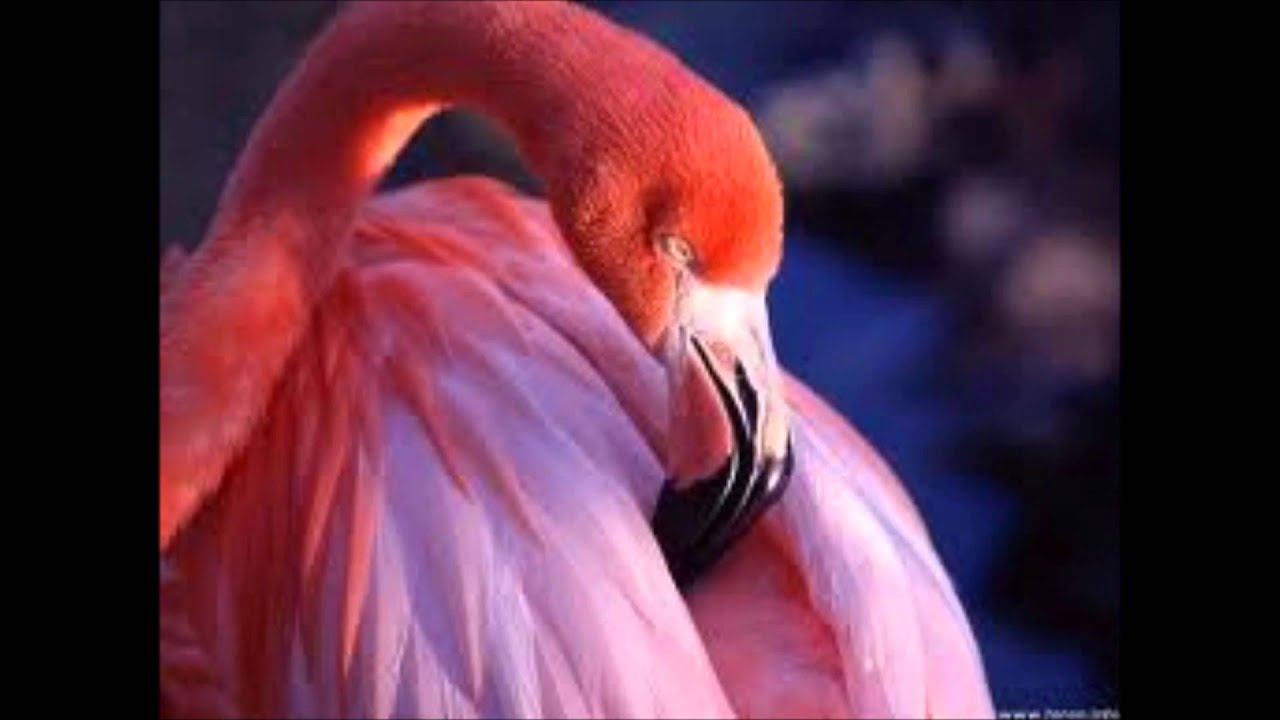 Pretty Flamingo MANFRED MANN - YouTube