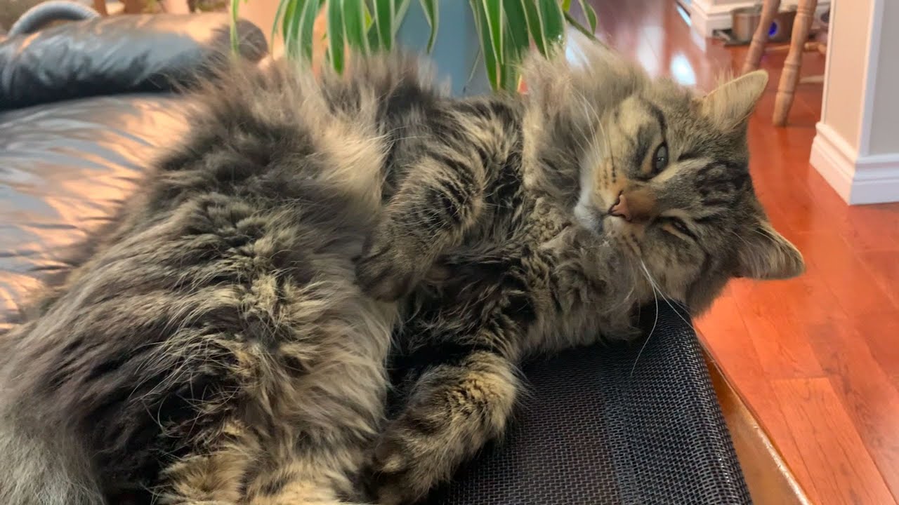 Cute Cat Falls Back Asleep Fast in 0.5 Seconds - YouTube