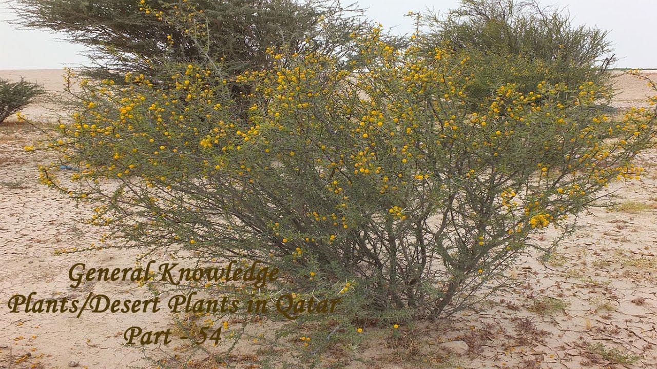 General knowledge part 54 | Plants/Desert plants in Qatar - YouTube