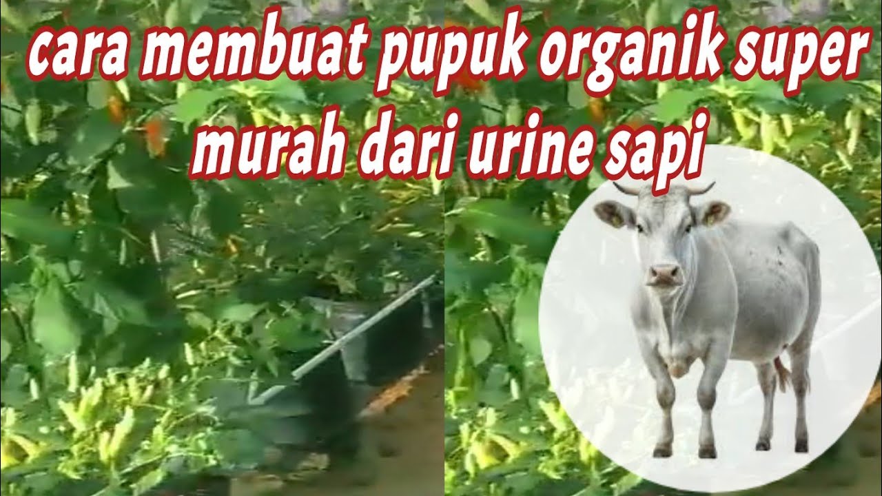 cara membuat pupuk organik super murah dari urine sapi #video - YouTube