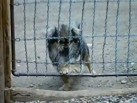 Dad, Scruffy & Kids - YouTube