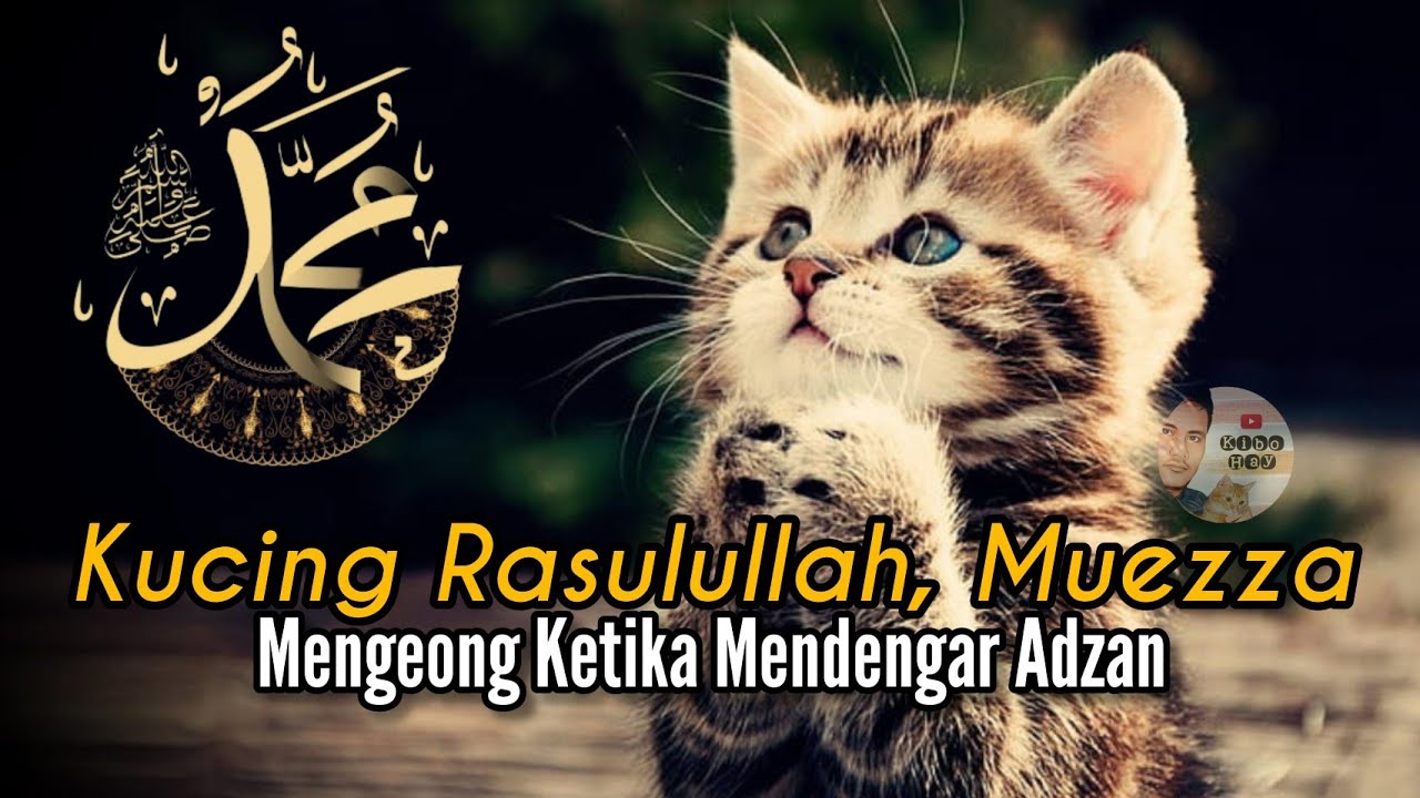 Kucing Rasulullah SAW Namanya Muezza, Mengeong Saat Mendengar Suara ...