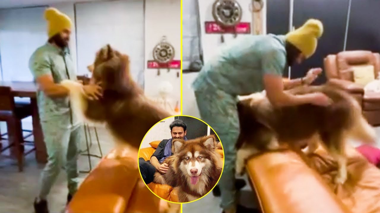 Vijay Devarakonda Playing With Charmi Kaur's Dog | #Liger | Filmyfocus ...