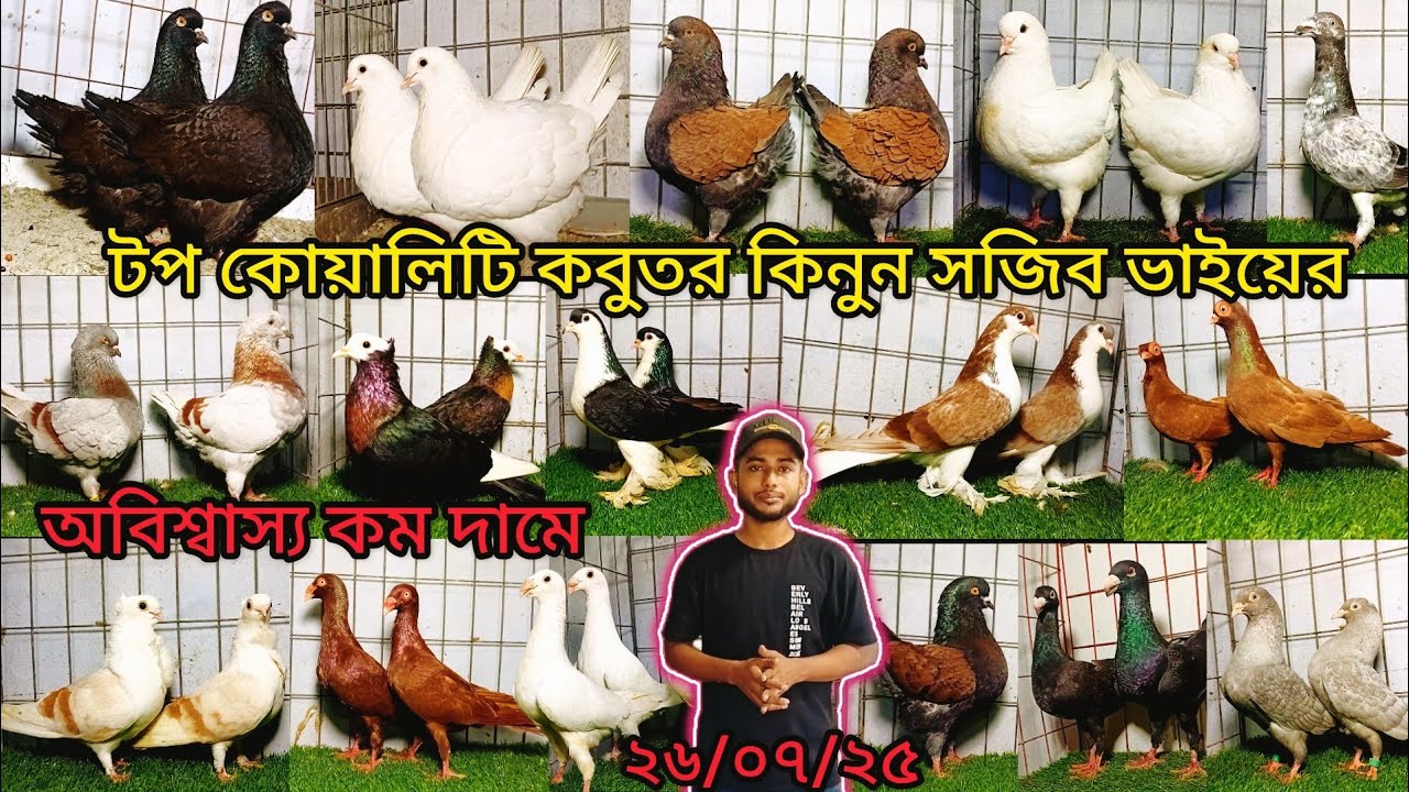 টপ কোয়ালিটি কবুতর কিনুন অবিশ্বাস্য কম দামে | pigeon video | কবুুতর ...