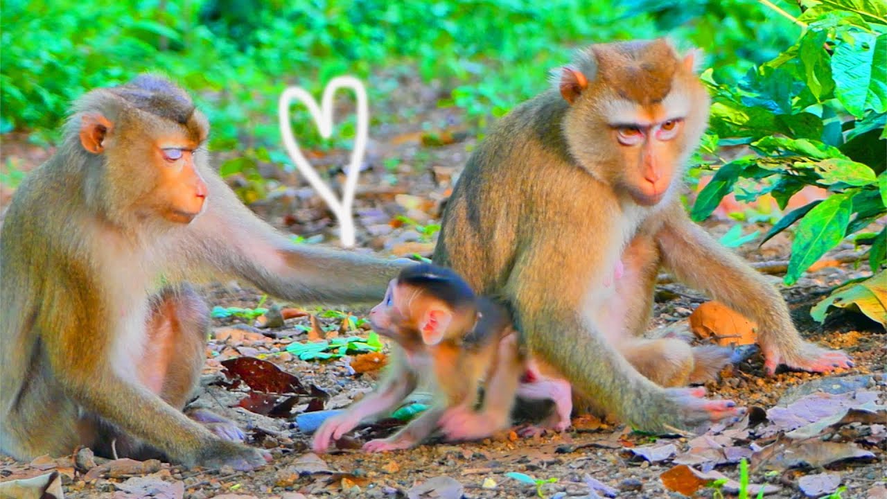 Awesome love...baby monkey SABA get loves from monkey LORY like mom and ...