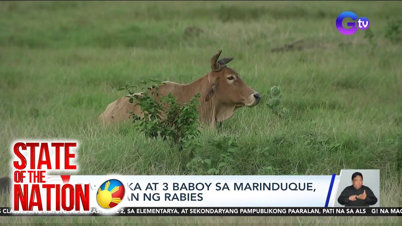 Posible ring magka-rabies ang mga baka at baboy! | SONA - YouTube