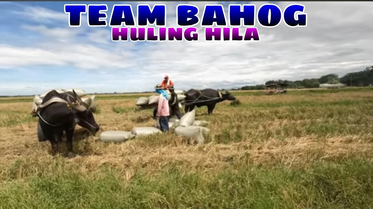 EP,1081. Huling hila ng Team Bahog - YouTube
