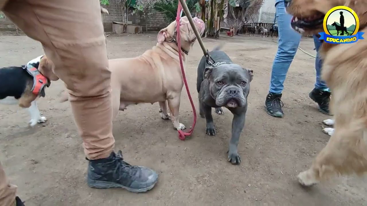 Por Qué Los Pitbulls Están Prohibidos En La India