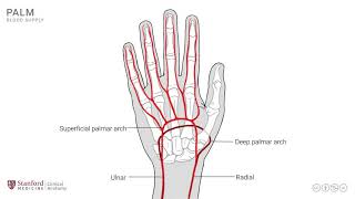 Palm Anatomy Pictures A Drawing Of The Palm Showing The New