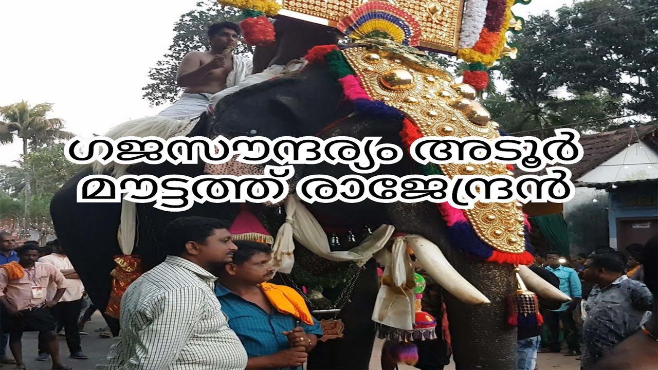 Mauttath rajendran elephant |elephants in kerala|Kerala's elephants ...