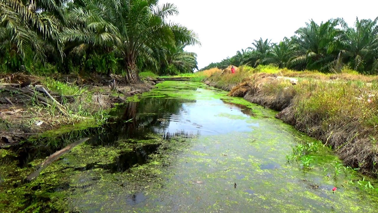 Terlihat Jelas Keganasan ikan Gabus di Parit besar - YouTube