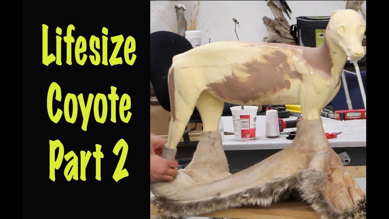 Coyote Taxidermy, Part 2 of 4, Prepping the form and skin. - YouTube