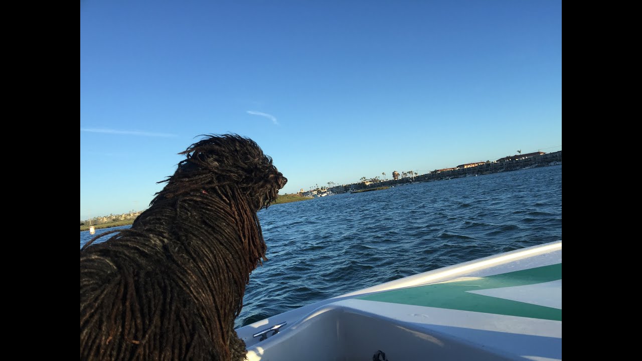 Cili the Hunagrain Puli Boat Captain 4K - YouTube