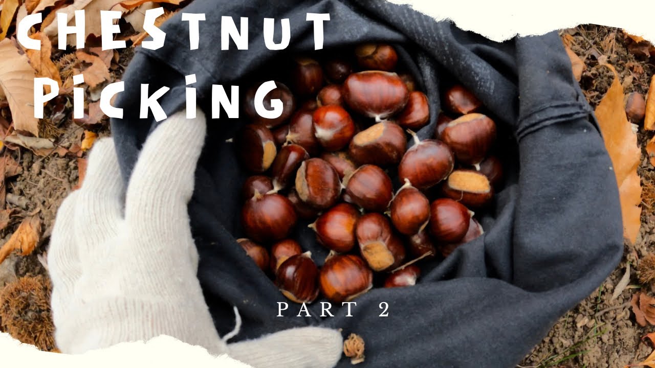 CHESTNUT PICKING | PART 2 | Ep 25 - YouTube