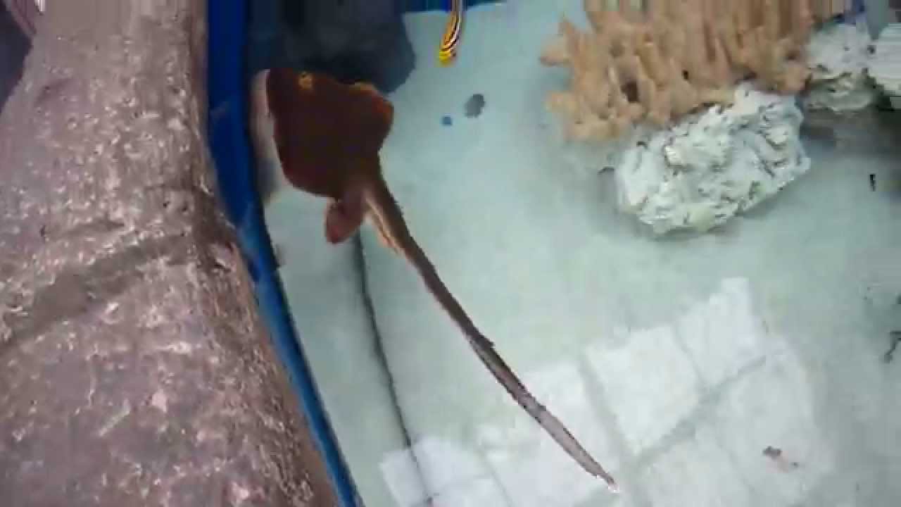 Sharkmania Stingray and Shark Touch Tank Point Defiance Zoo - YouTube